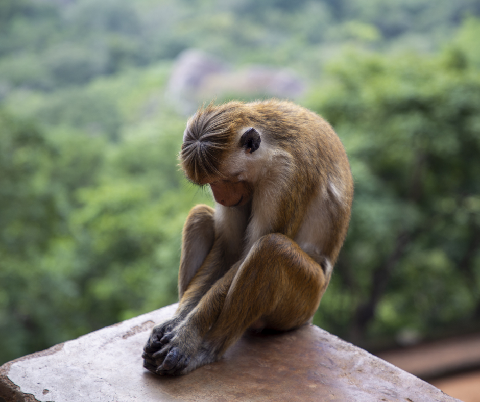 The Chattering Monkey Mind – Eclectic Well-Being